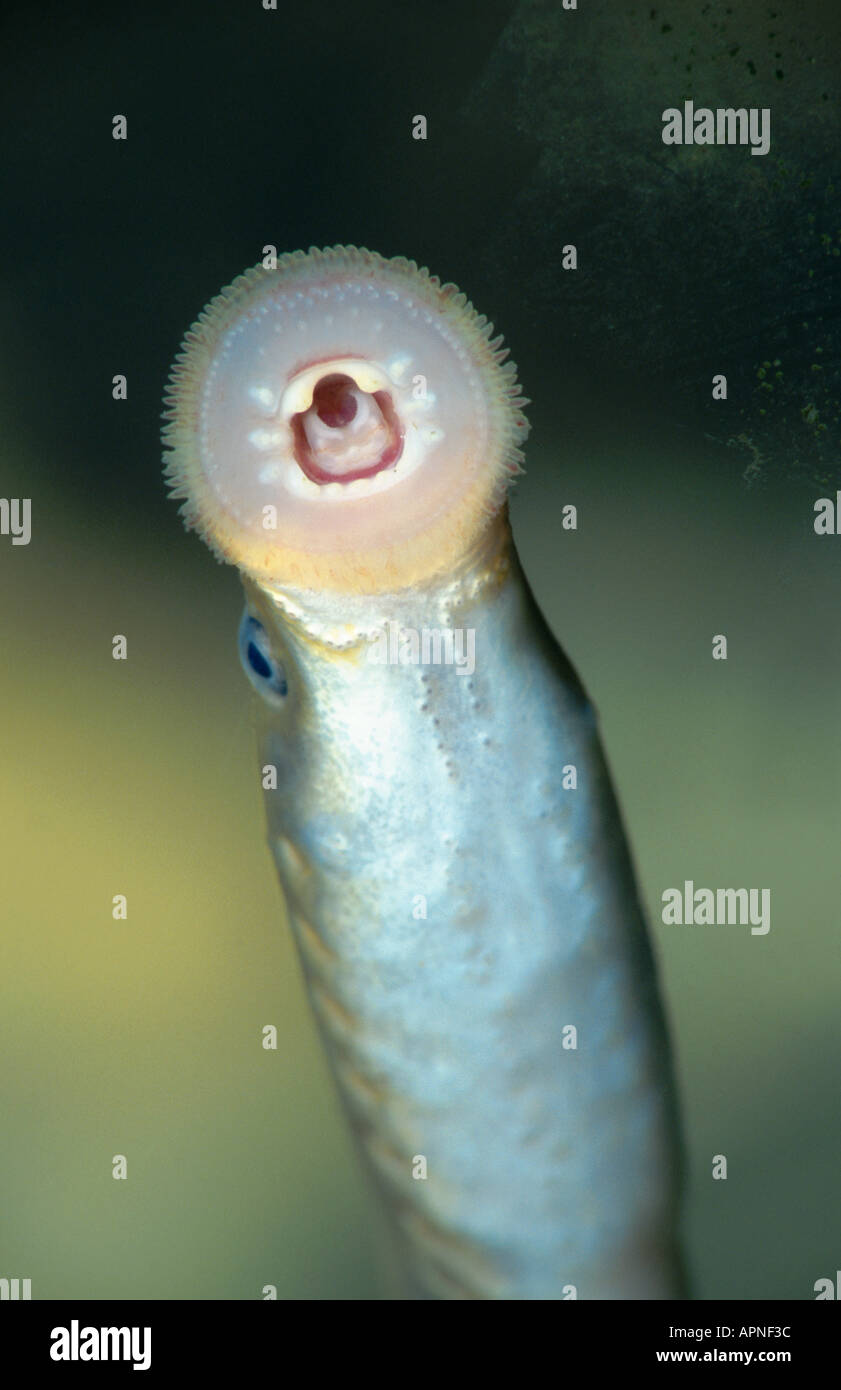 Lampetra fluvialis hi-res stock photography and images - Alamy