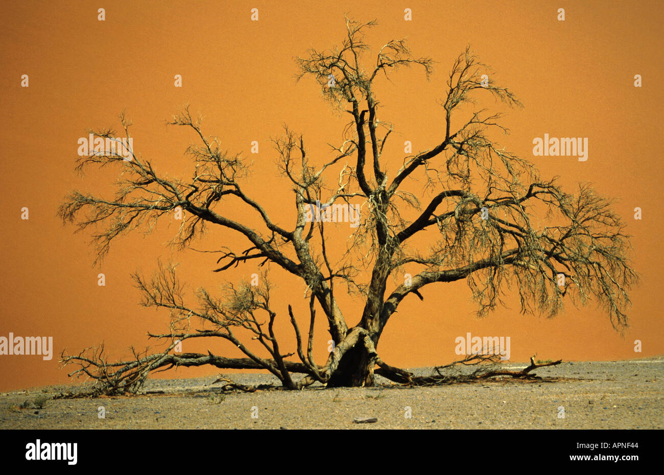 dead camel thorn tree, Namibia, Sossusvlei Stock Photo - Alamy