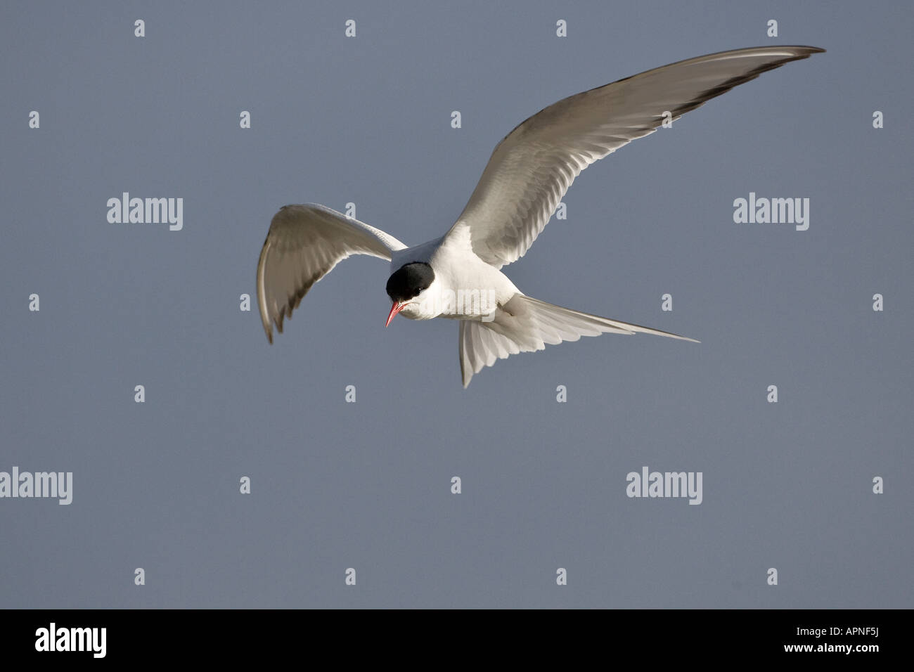 North slope near barrow hi-res stock photography and images - Alamy