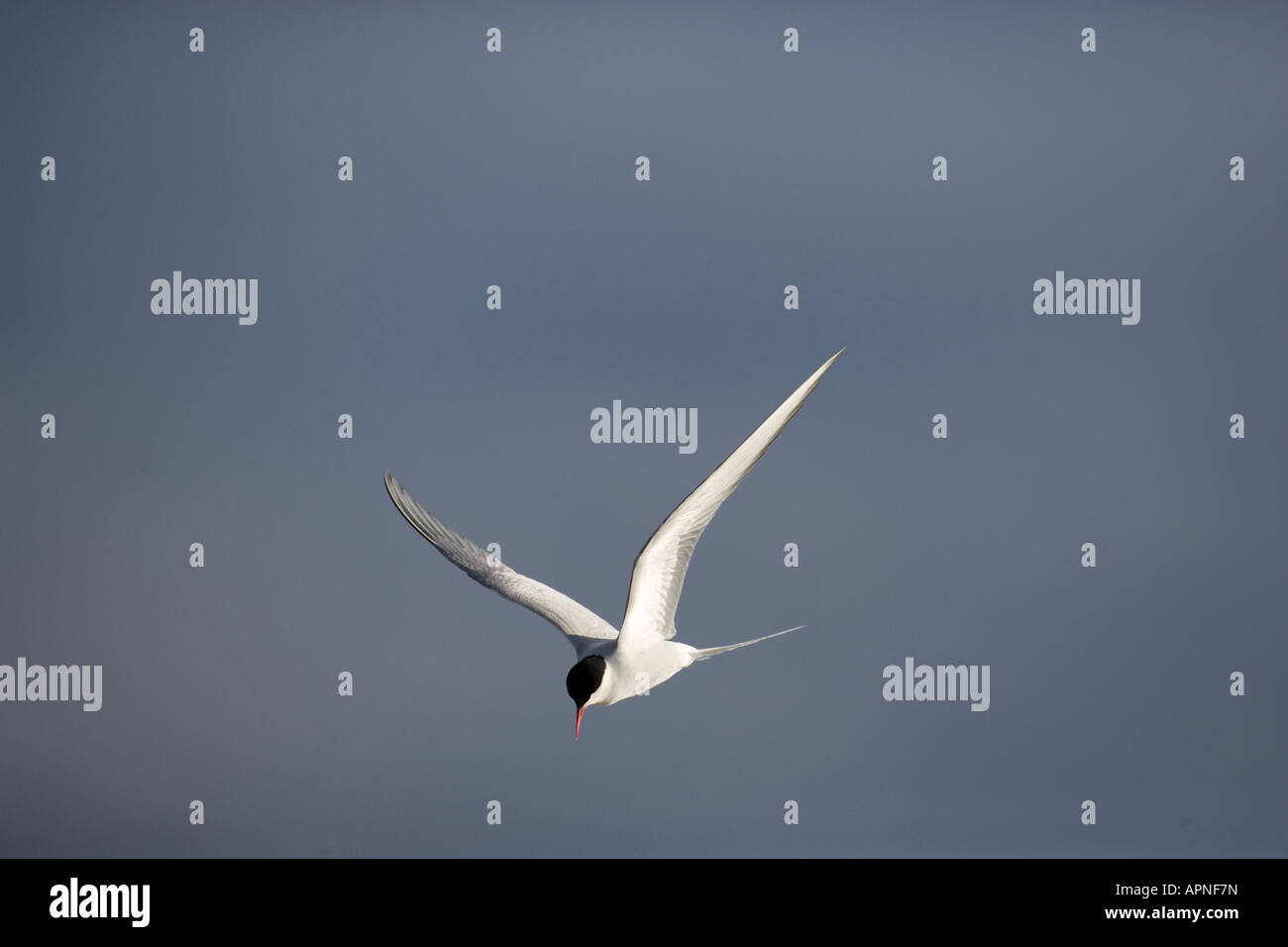 North slope alaska bird hi-res stock photography and images - Alamy