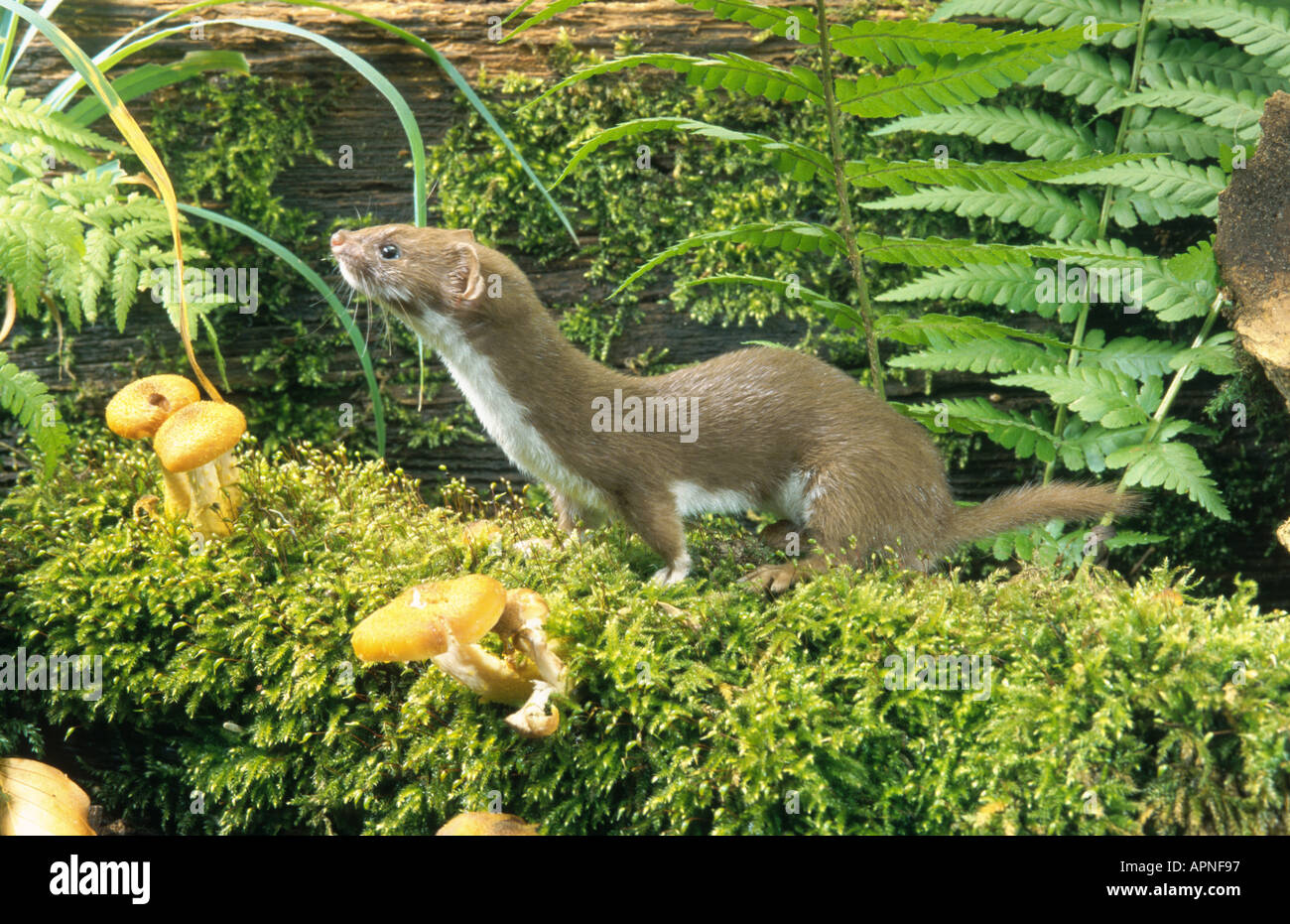 Least weasels hi-res stock photography and images - Alamy