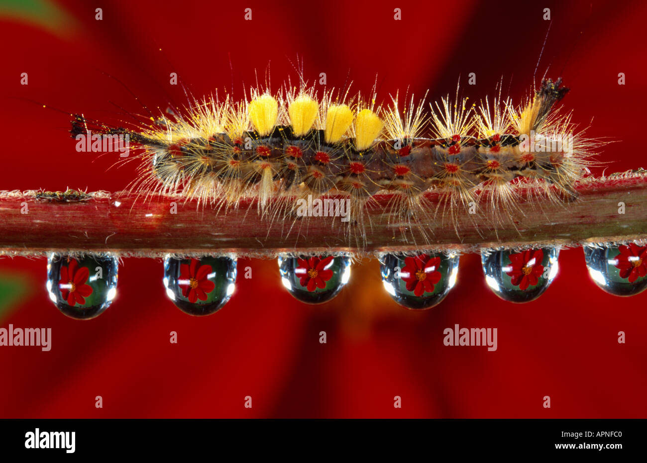 vapourer moth, common vapourer, rusty tussock moth (Orgyia antiqua ...