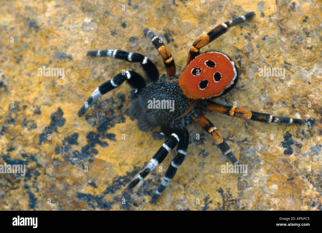 spider (Eresus cinnaberinus), male Stock Photo - Alamy