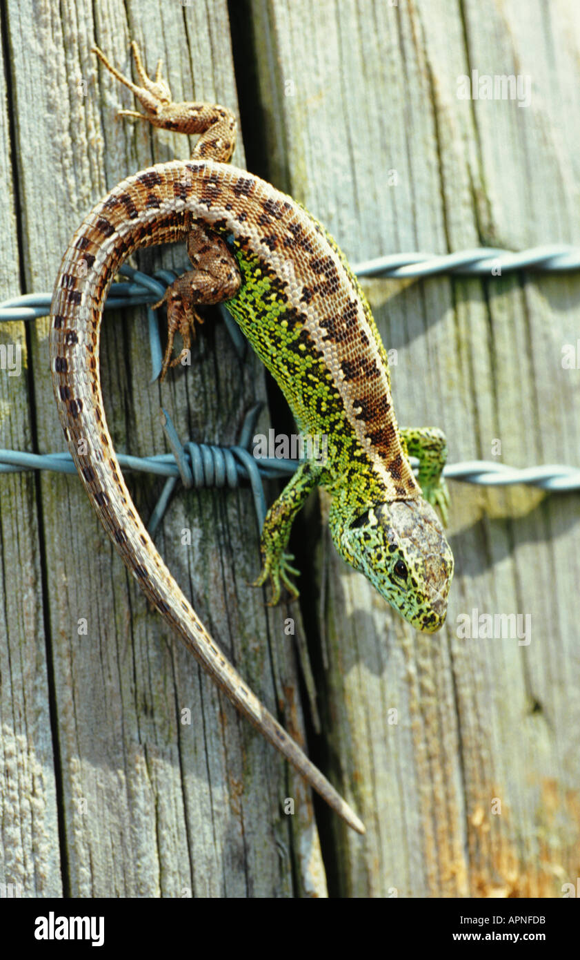 Sand lizard from above hi-res stock photography and images - Alamy