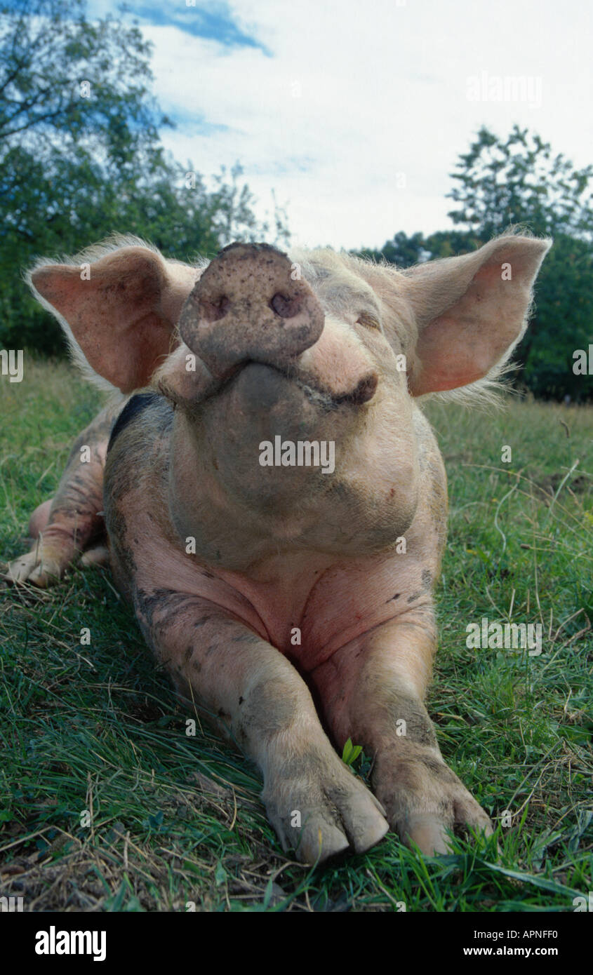 domestic pig (Sus scrofa f. domestica), single boar lying on meadow ...