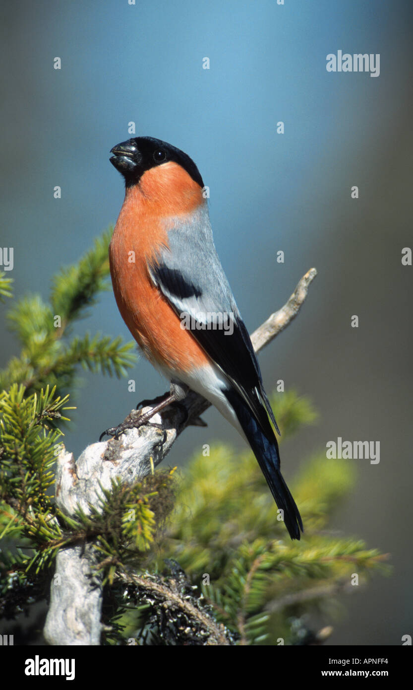Col finch hi-res stock photography and images - Alamy