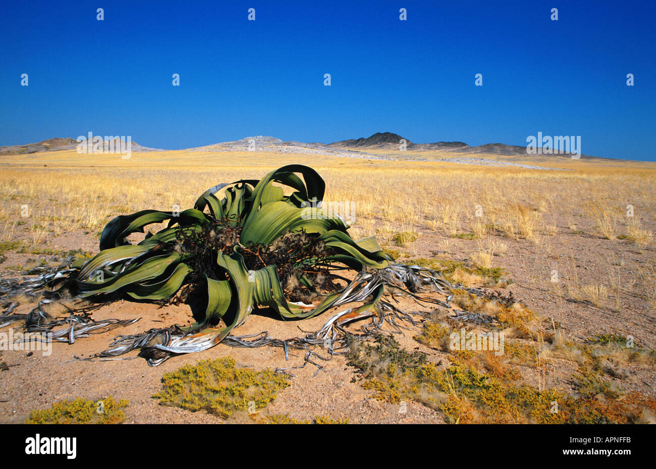 Welwitschia family hi-res stock photography and images - Alamy