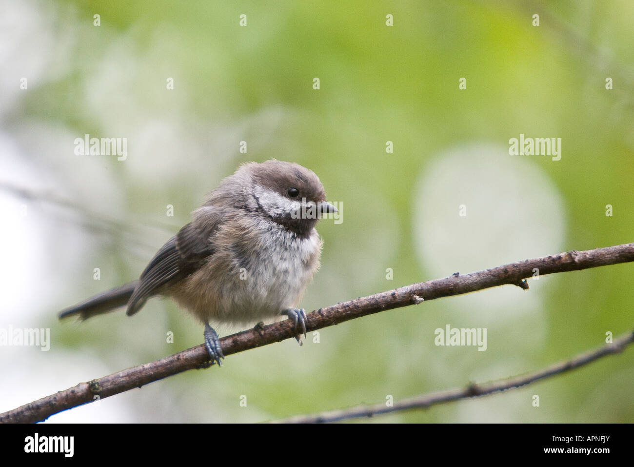 Chickadee Trail High Resolution Stock Photography and Images - Alamy