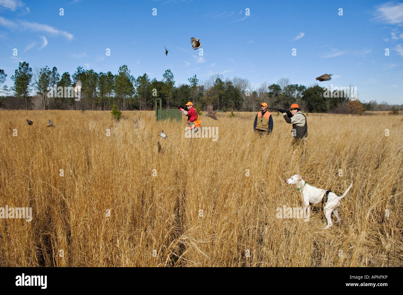 Upland Bird Hunters Shooting at Flushing Quail while English Pointer ...