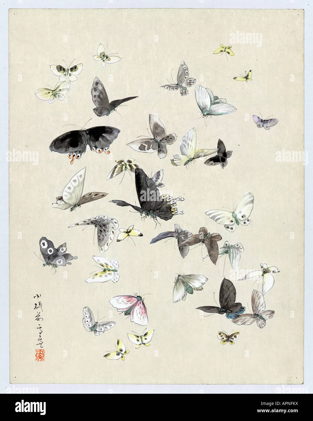 Asian moths hi-res stock photography and images - Alamy