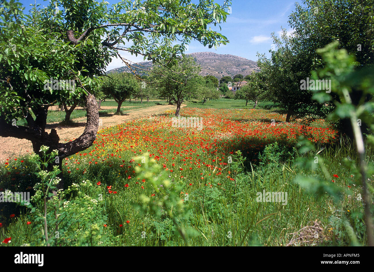 A scattering of bright red flowers in the lush grassland beneath an ...