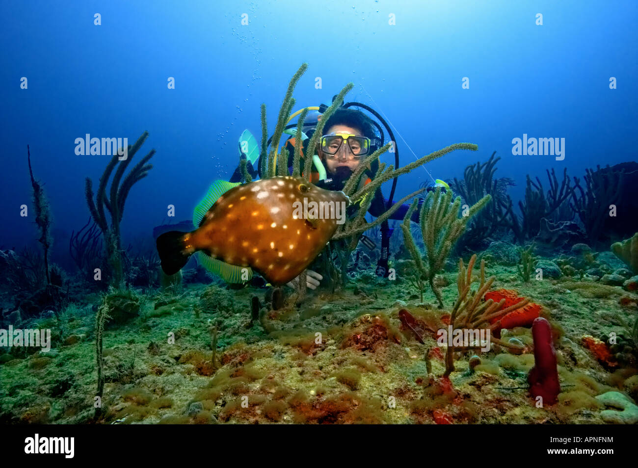 A diver observes a Whitespotted Filefish through the coral reef near ...
