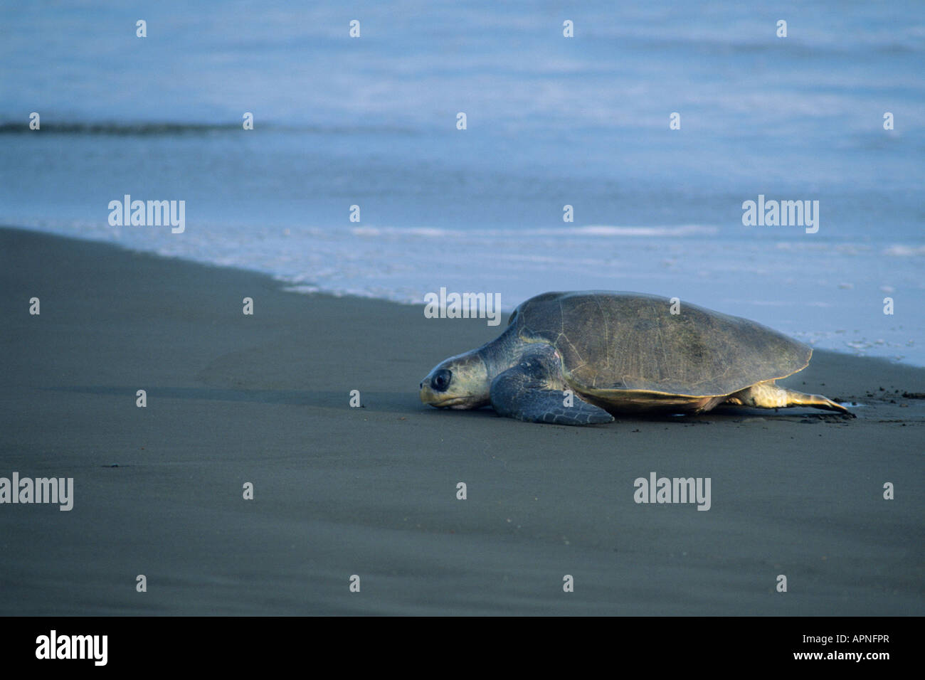Olive Ridley (Lepidochelys olivacea) sea turtle on beach, Ostional ...