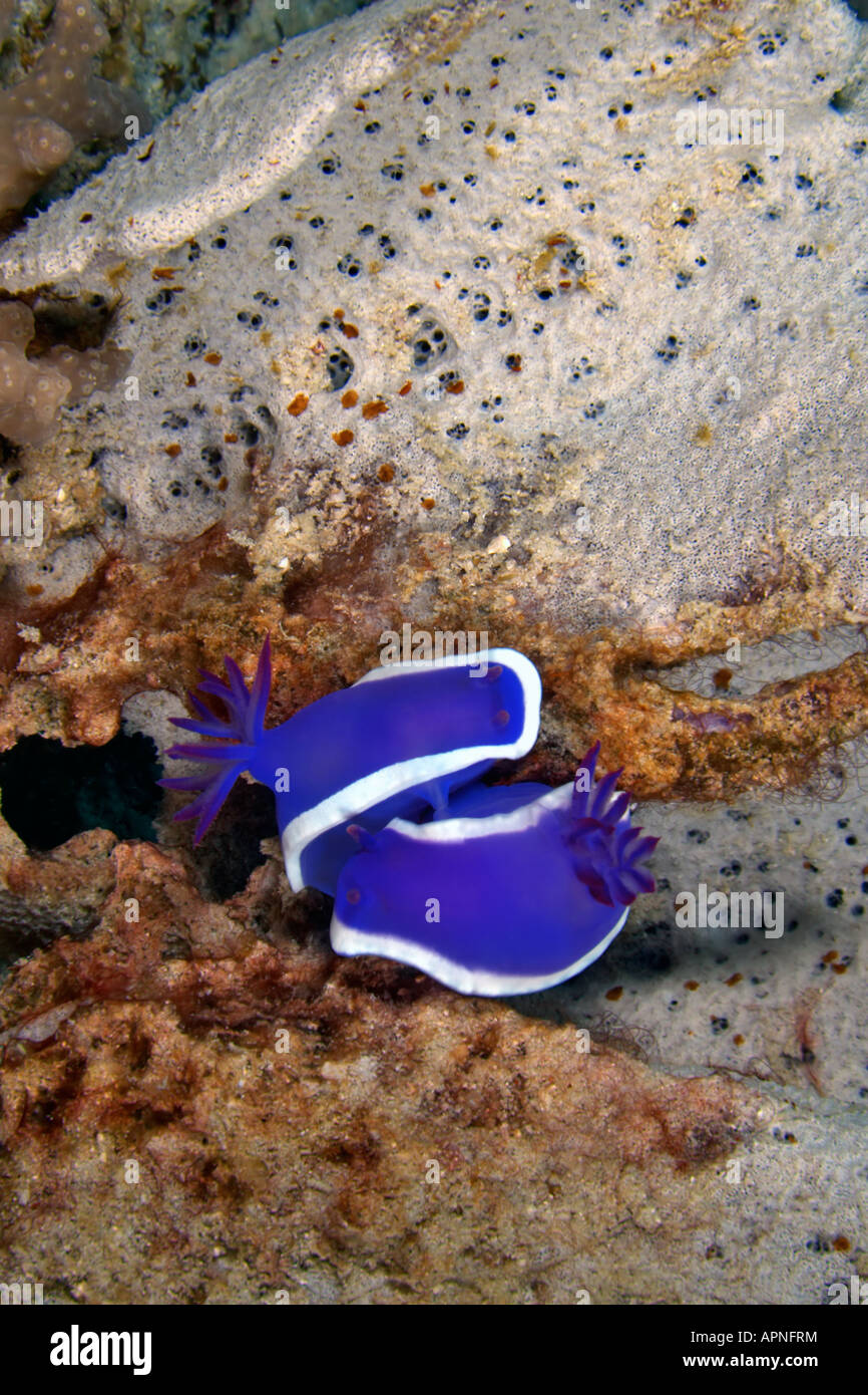 These small nudibranchs can be seen mating amongst the corals of their ...