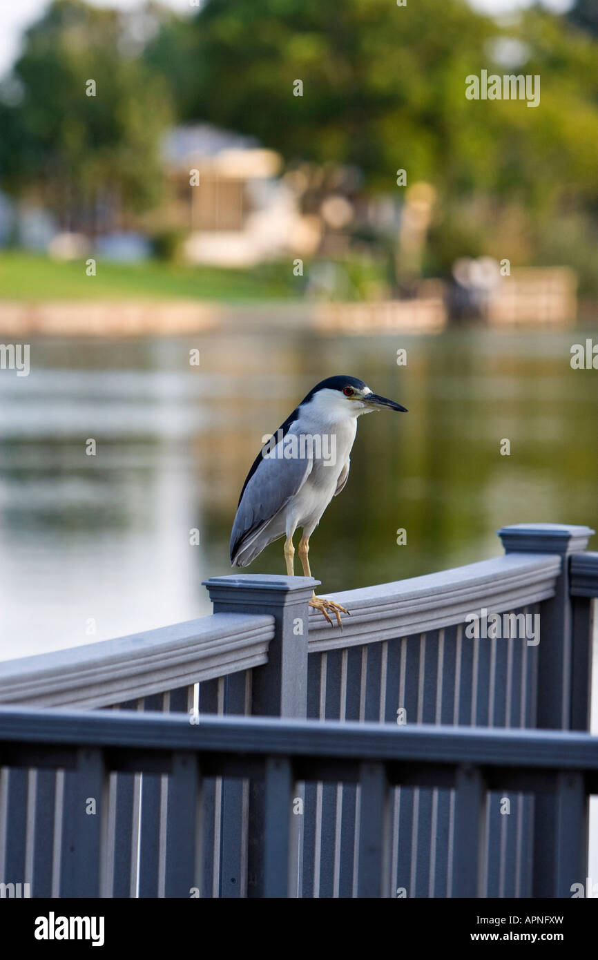Bird on Dock Railing Stock Photo - Alamy