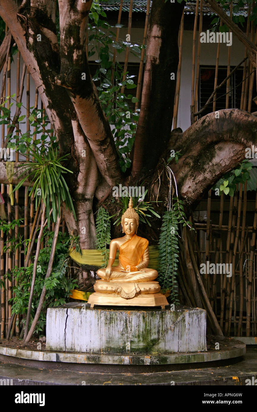 Buddha enlightenment tree hi-res stock photography and images - Alamy