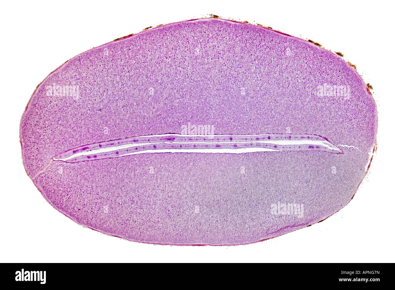Photomicrography Cut Out Stock Images & Pictures - Alamy