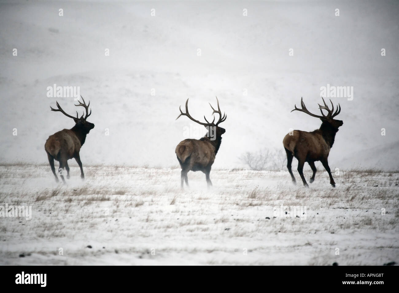 Three bull elk in winter Stock Photo - Alamy