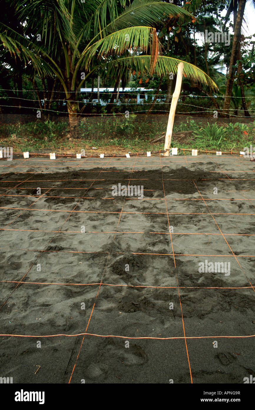 Sea turtle conservation area ( protected egg hatching location ...