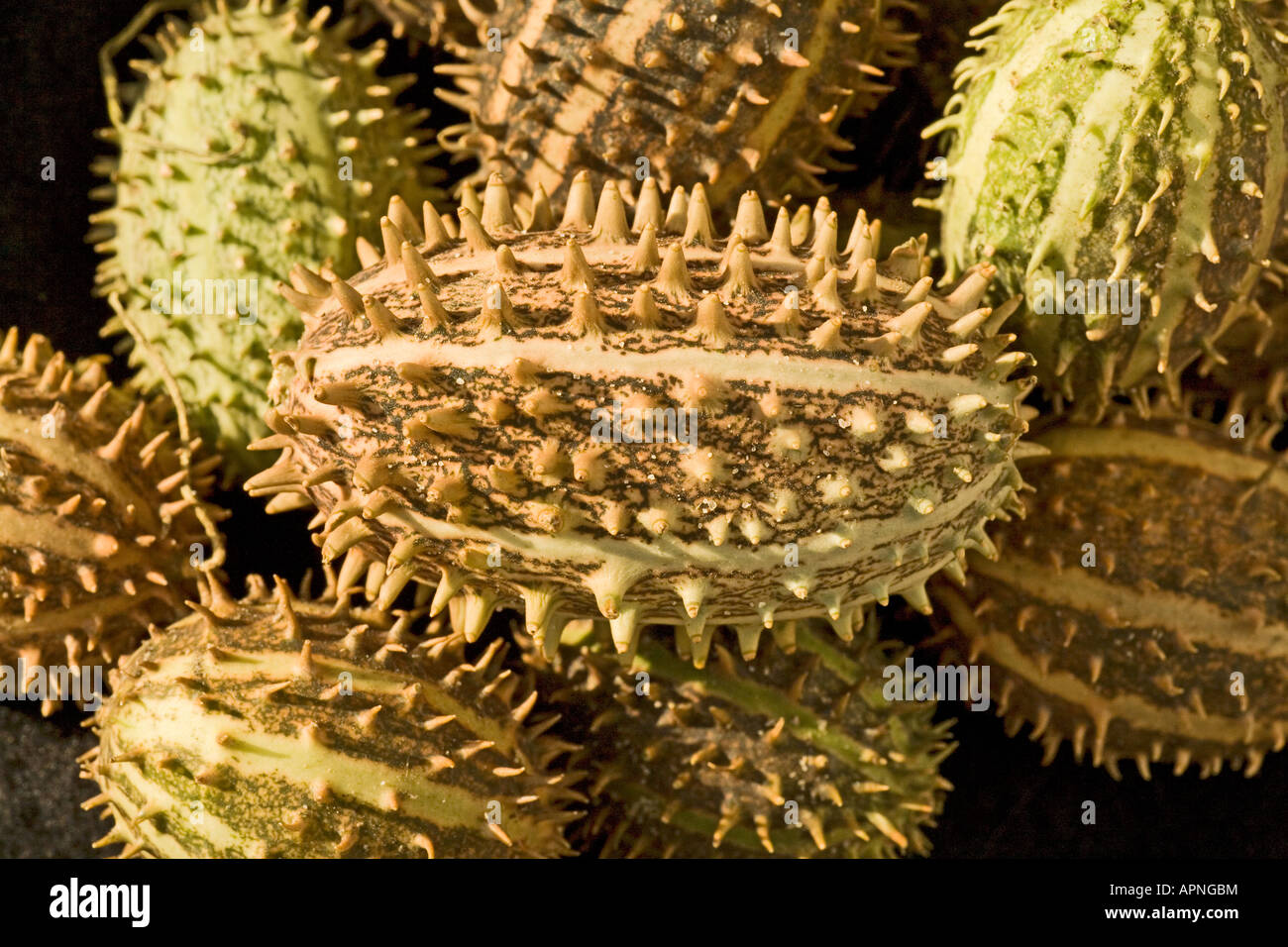 Cucumis fruit seed pods, Cucumis africanus Stock Photo - Alamy