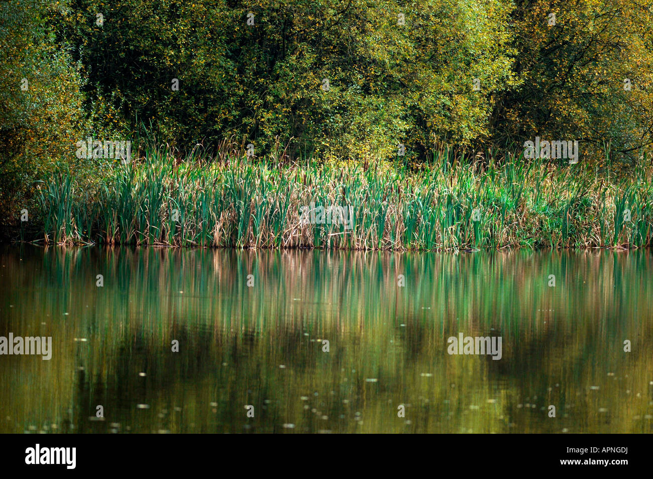 Reflections In A Lake Stock Photo - Alamy
