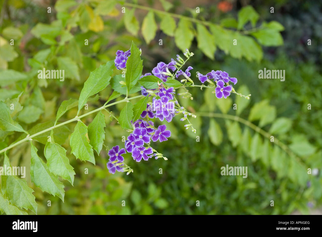 Botany garden mauve indigo tropical purple flower hi-res stock ...