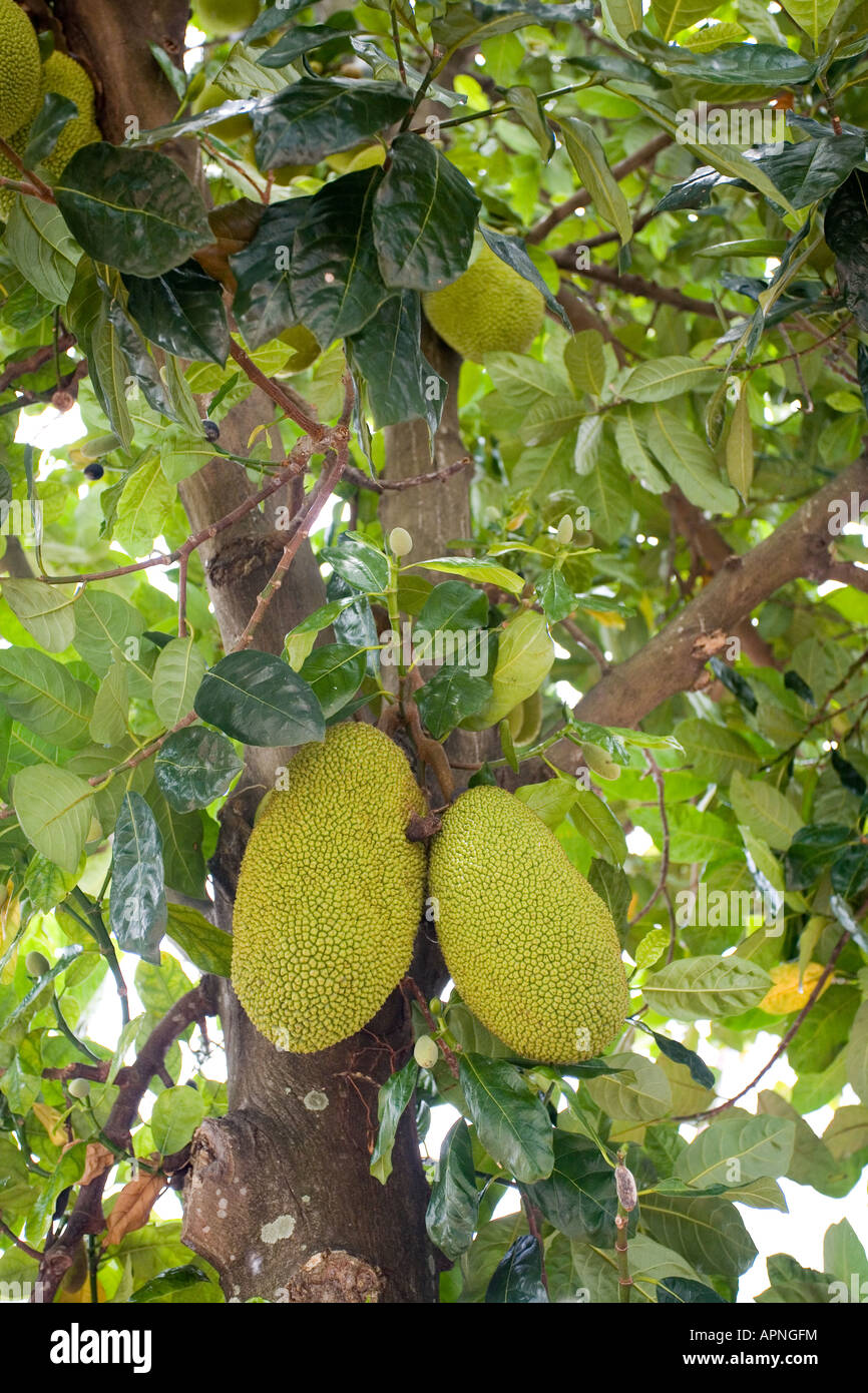 Jackfruit, Artocarpus heterophyllus Stock Photo - Alamy