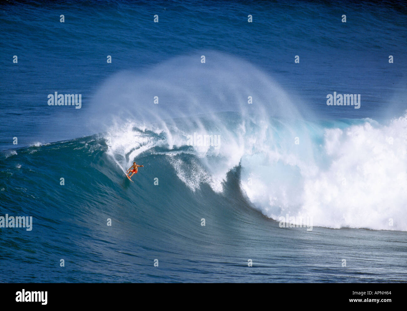 BIG WAVE SURFING ACTION JAWS MAUI HAWAII Stock Photo - Alamy