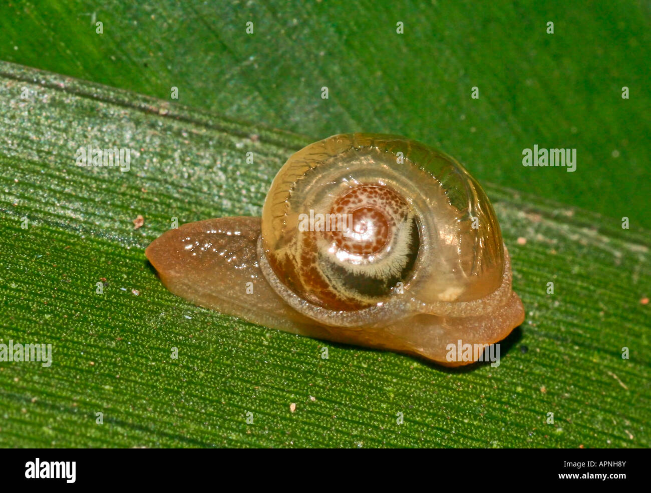 Tropical snail juvenile on the underside of a leaf Singapore Stock ...