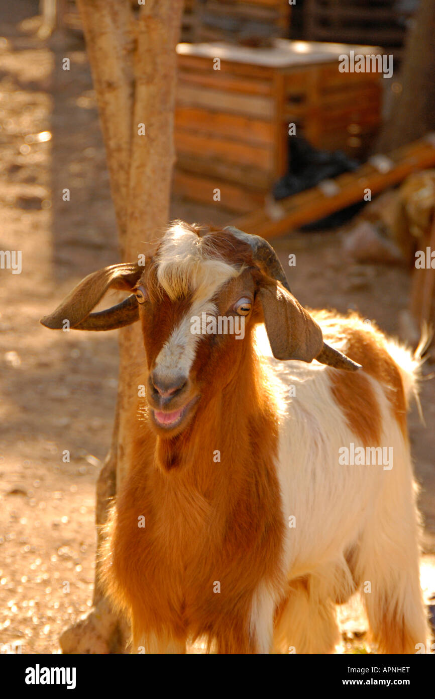 Goat, Datca Peninsula, Turkey Stock Photo - Alamy