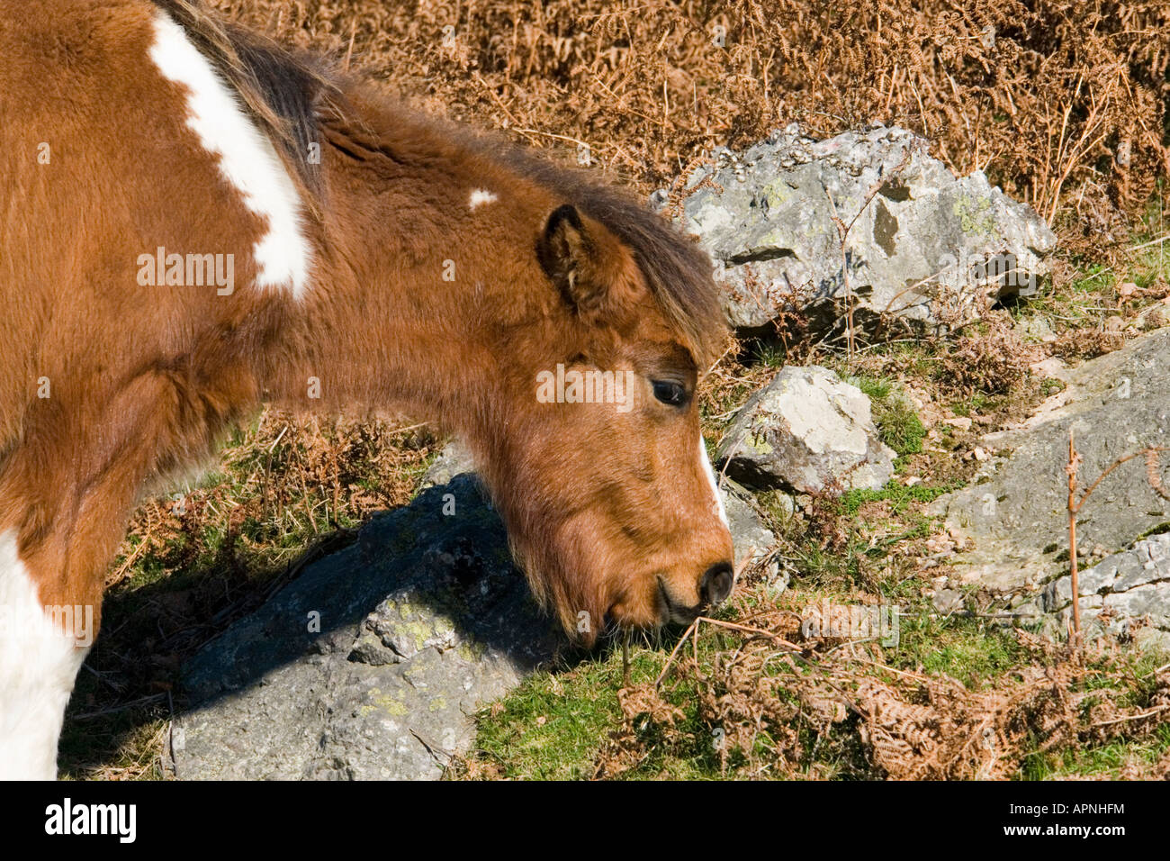 Pottoka basque country hi-res stock photography and images - Alamy