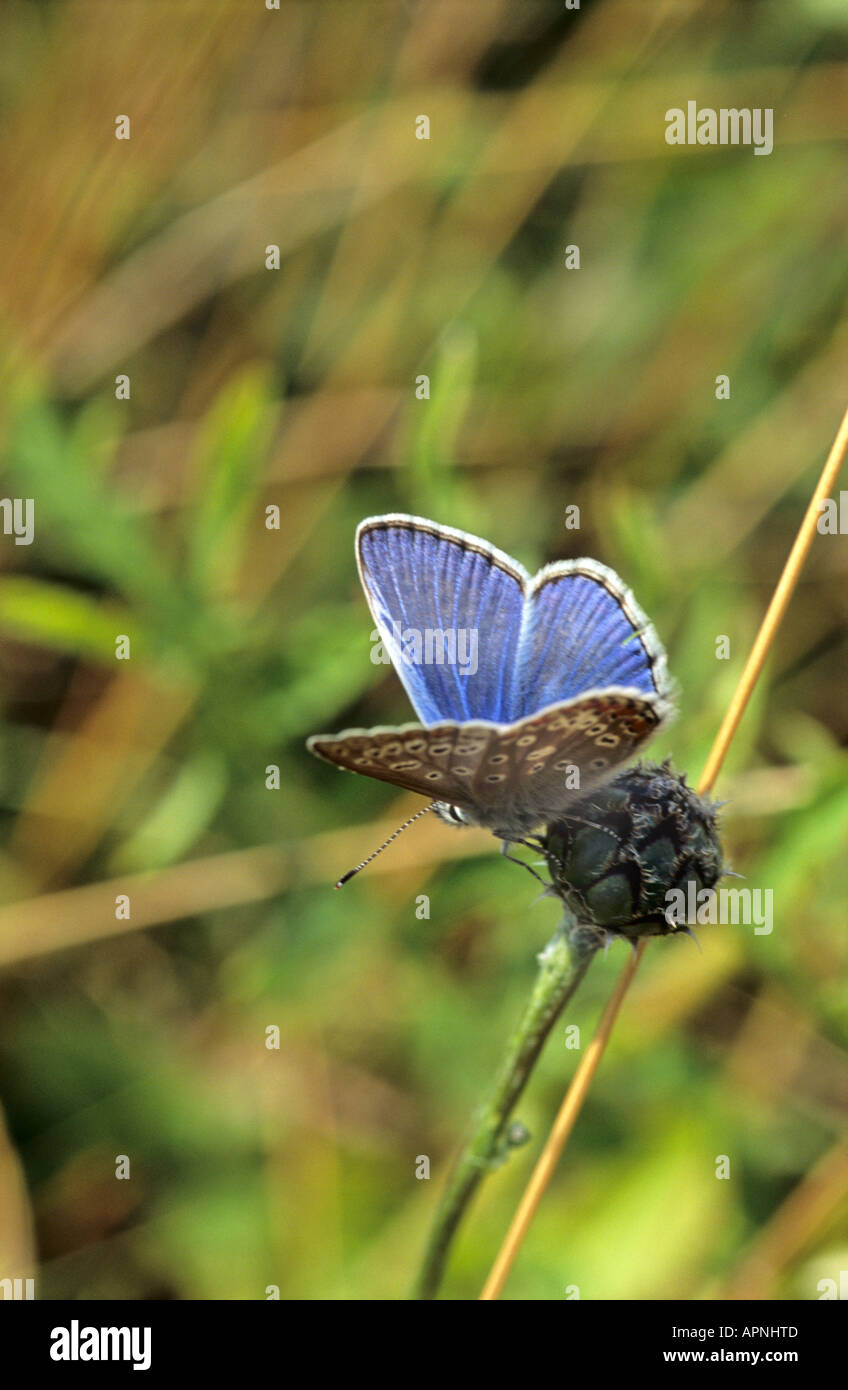 Chalk hill blue butterfly hi-res stock photography and images - Alamy