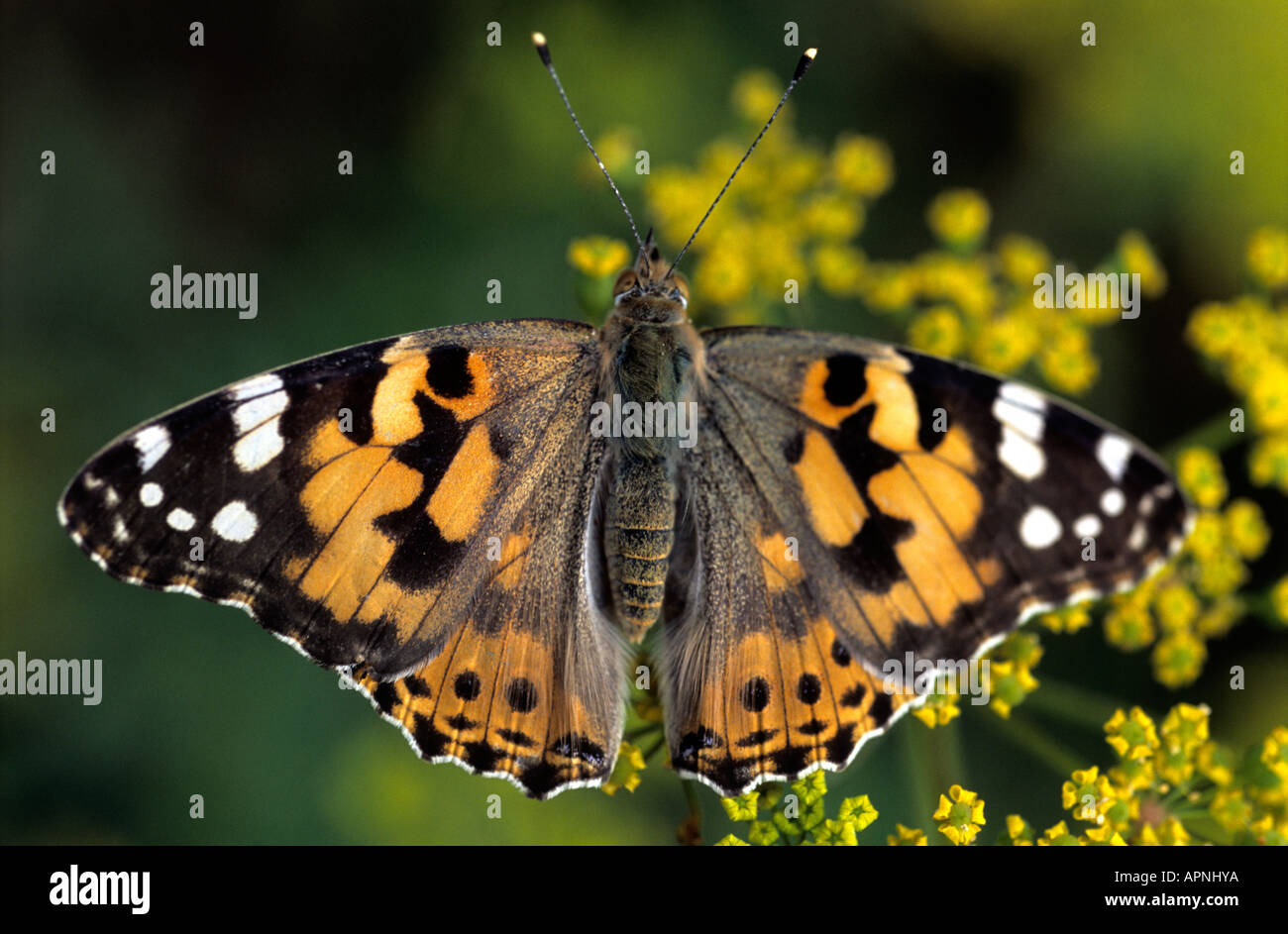 Butterfly Vanessa Cardui Painted Lady Stock Photo - Alamy
