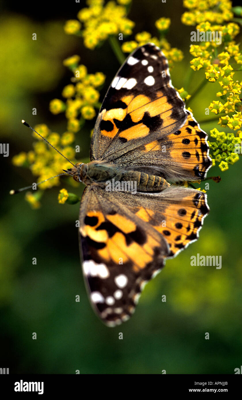 Butterfly Vanessa Cardui Painted Lady Stock Photo - Alamy