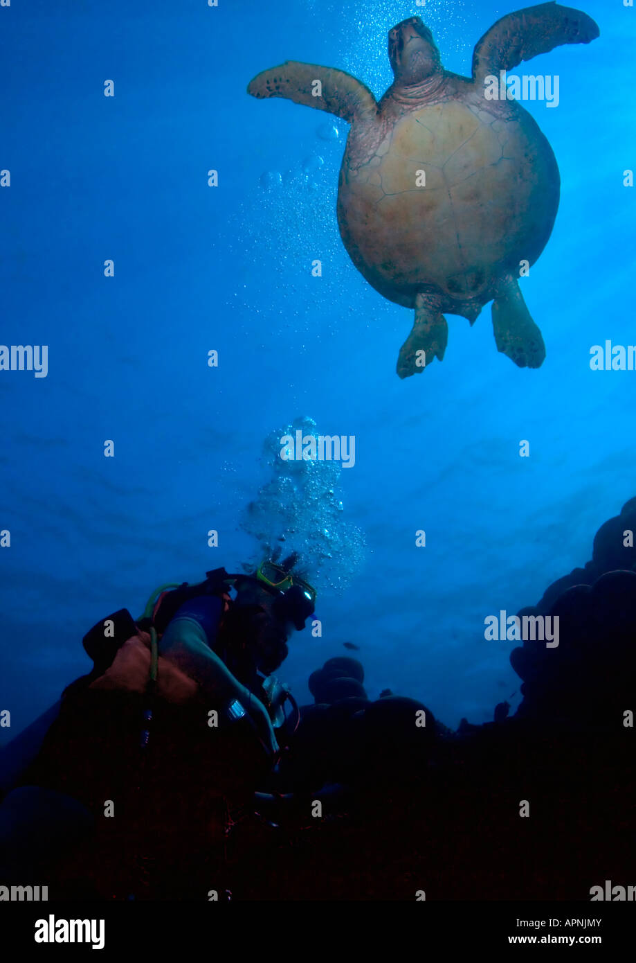 A diver looks up as a Green Sea Turtle glides majestically overhead at ...