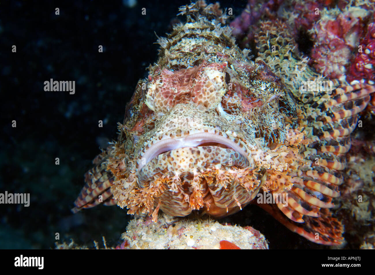 The Reef Scorpionfish awaits his next meal on the corals of his home at ...