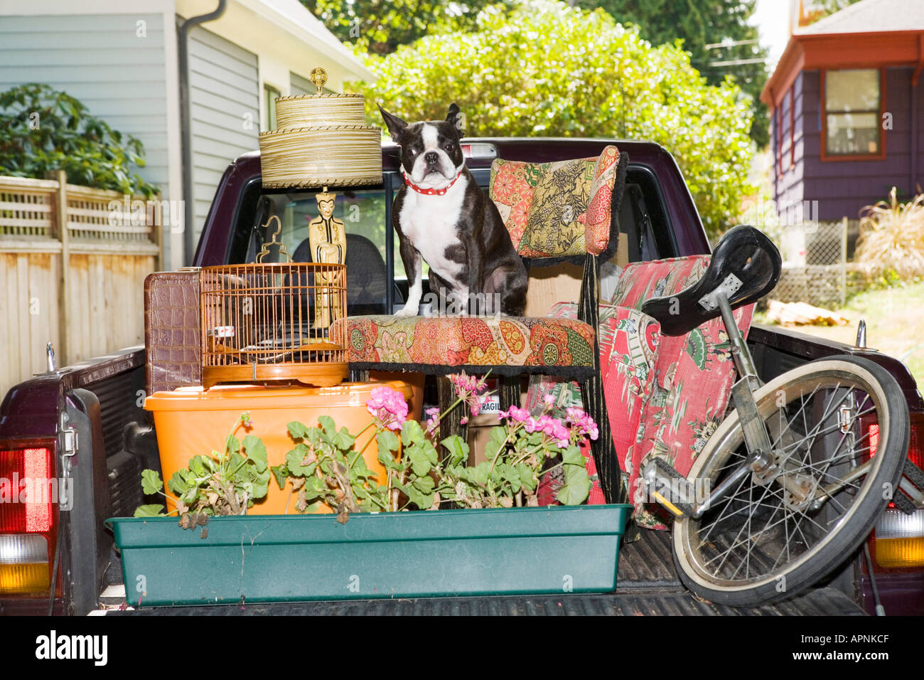 Dogs in pickup truck hi-res stock photography and images - Alamy