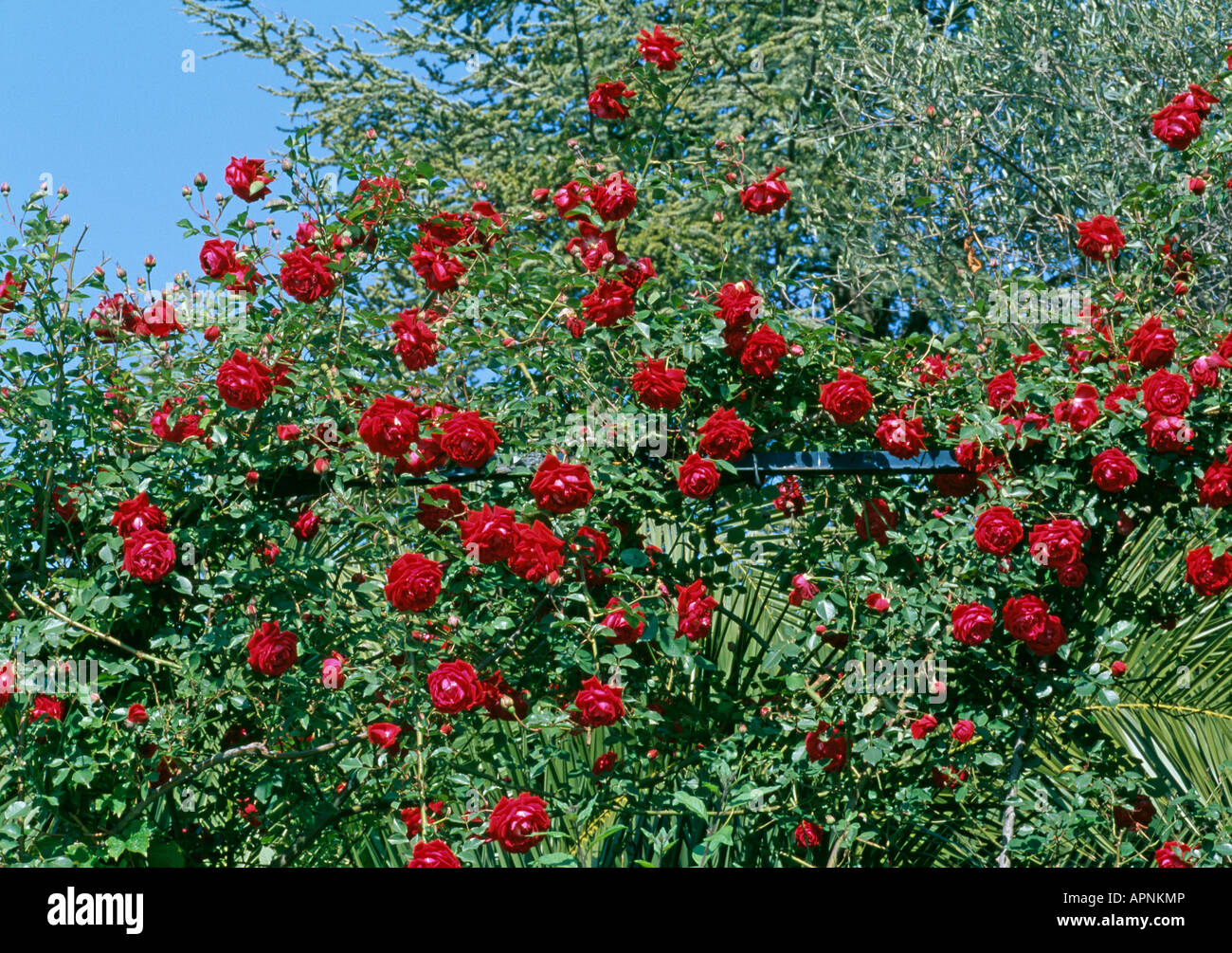 Rosa red rosettes climbing in a South of France garden olive and palm ...