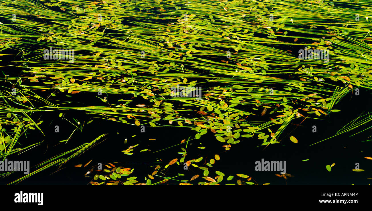 Pondweed reeds leaves texture floating on surface of dark water natural ...