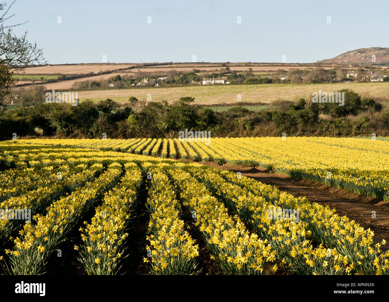 Field of daffodils Stock Photo - Alamy