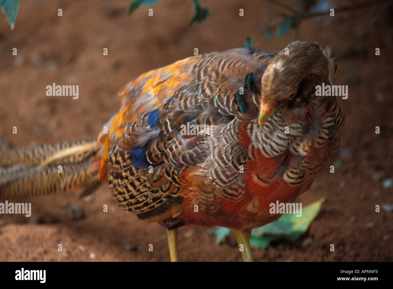 New World quail family Stock Photo - Alamy