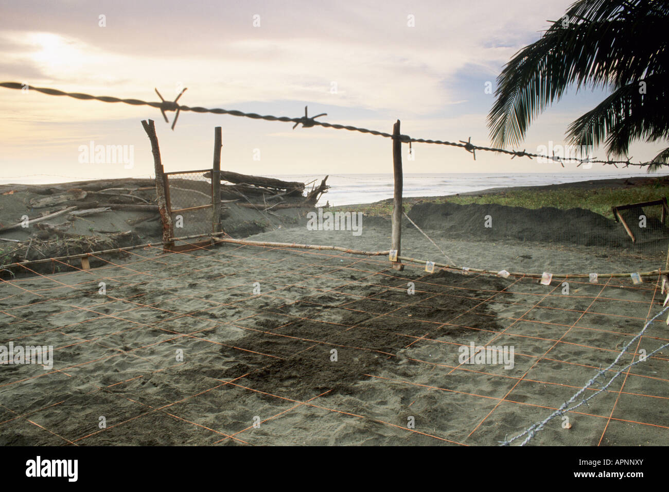 Sea turtle conservation area ( protected egg hatching area ) Caribbean ...