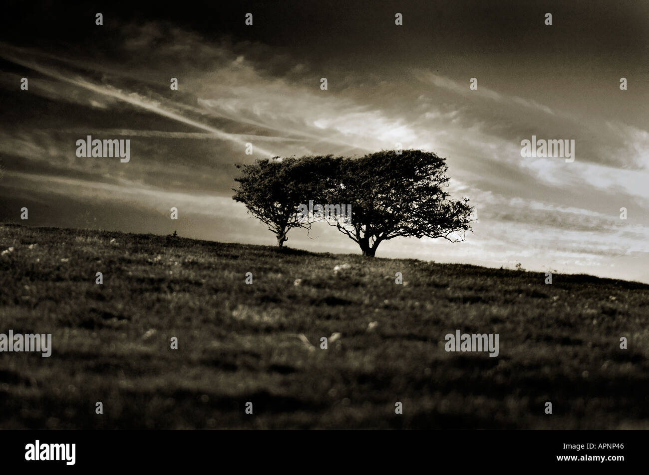 Stiff trees hi-res stock photography and images - Alamy