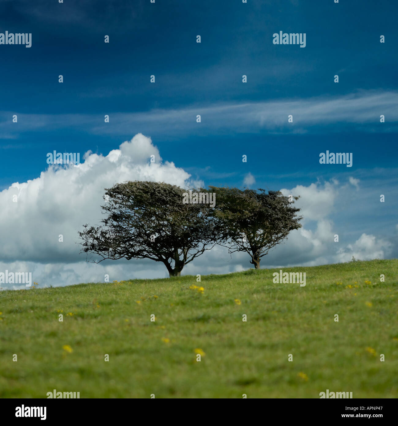 Stiff trees hi-res stock photography and images - Alamy