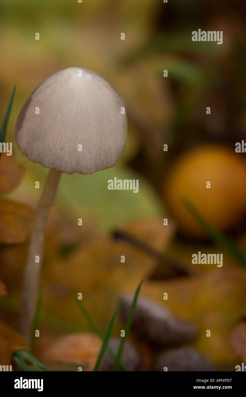 Native British small cupped toadstool in a woodland glade Stock Photo ...