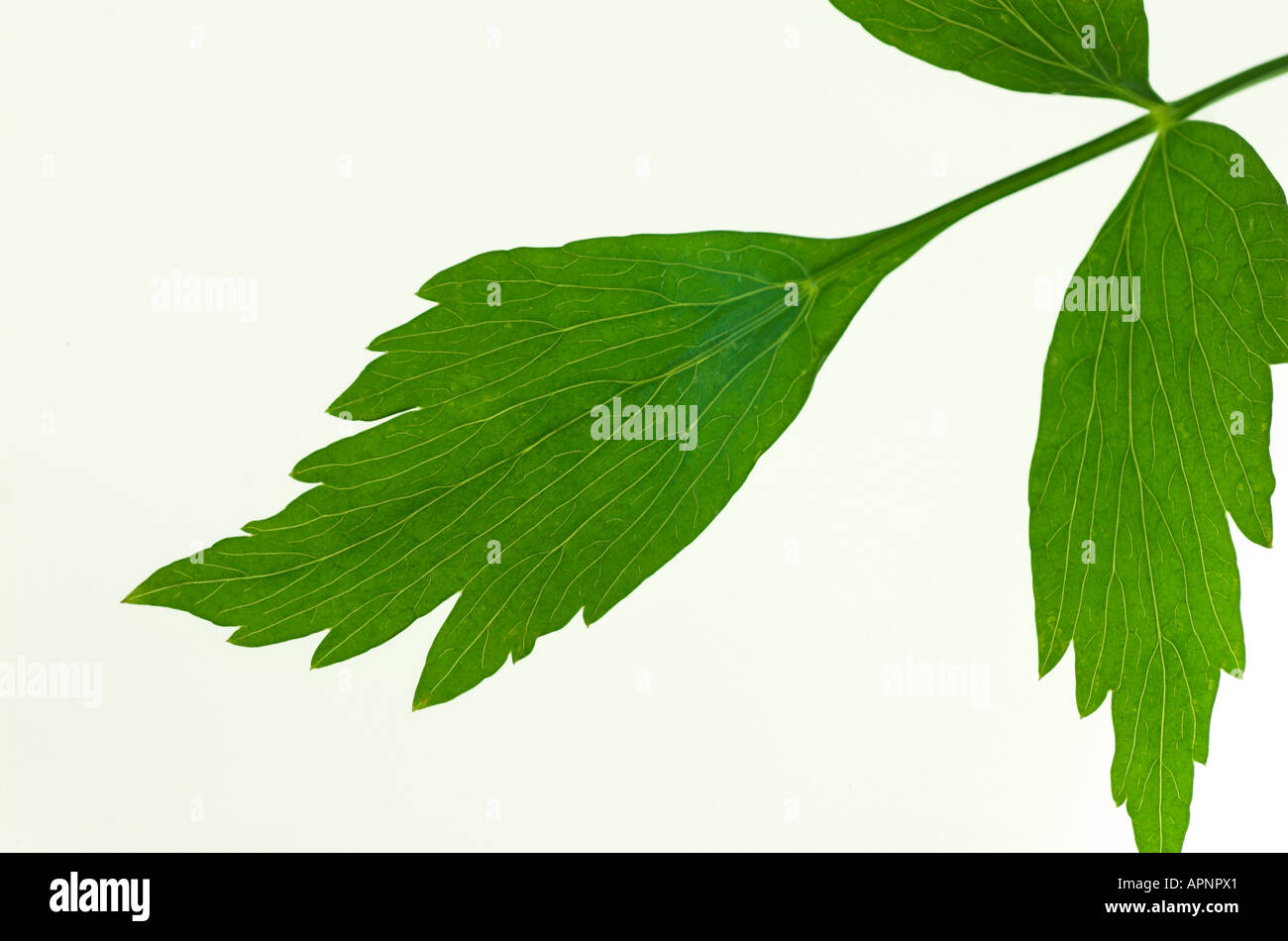 Lovage leaves hi-res stock photography and images - Alamy