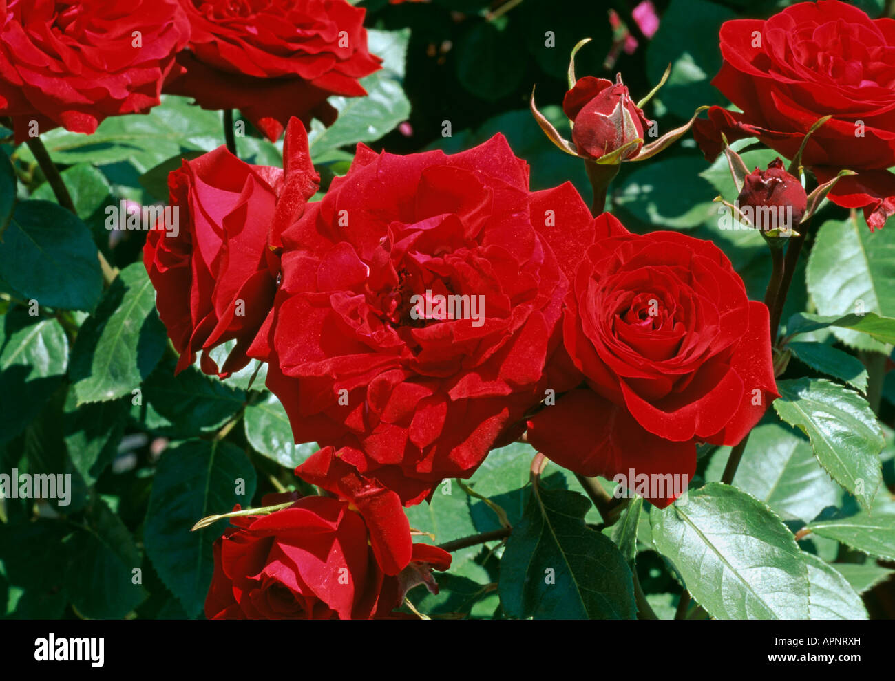 Rosa a bright red bunch of buds to full blown attractive roses Stock ...