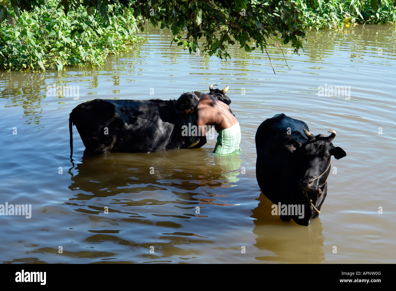 indian man washing cows in the river near trichy Stock Photo - Alamy