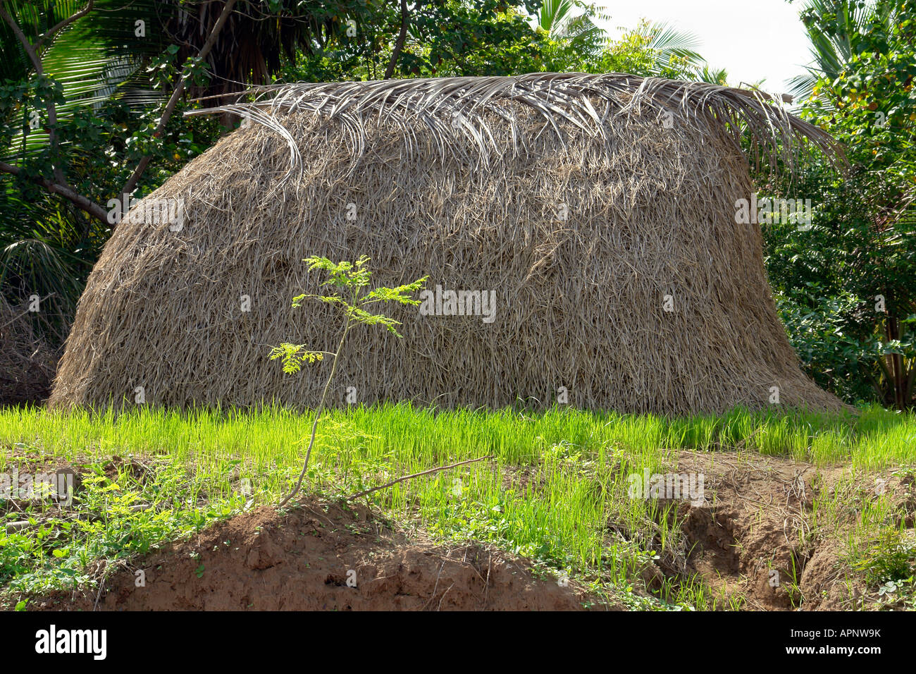 traditional indian rural scene with haystack near trichy Stock Photo ...
