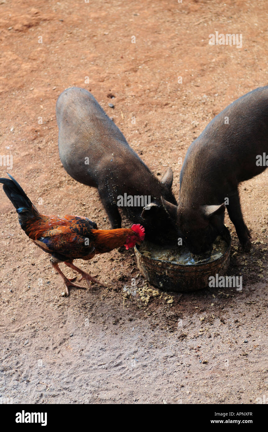 Pigs and a Chicken Share a meal, Vietnam Stock Photo - Alamy